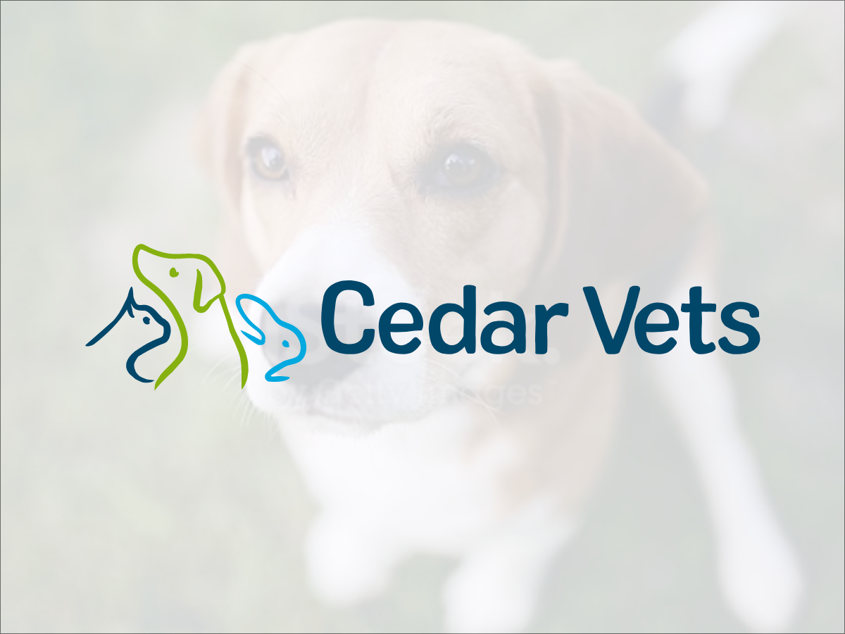 Contact Details - Mixed practice vet based in Alton, Hampshire : Cedar Vets