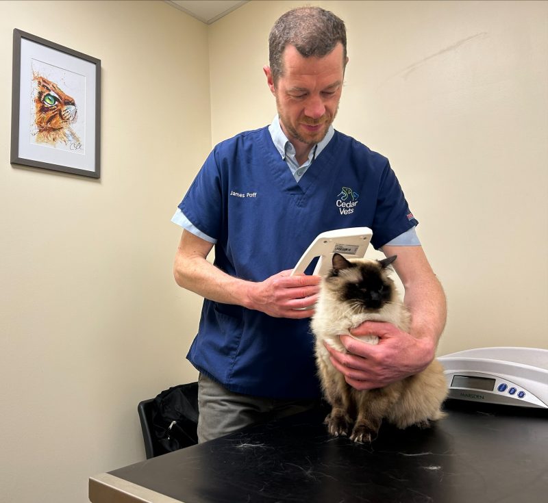 Our Treatments : Cedar Vets