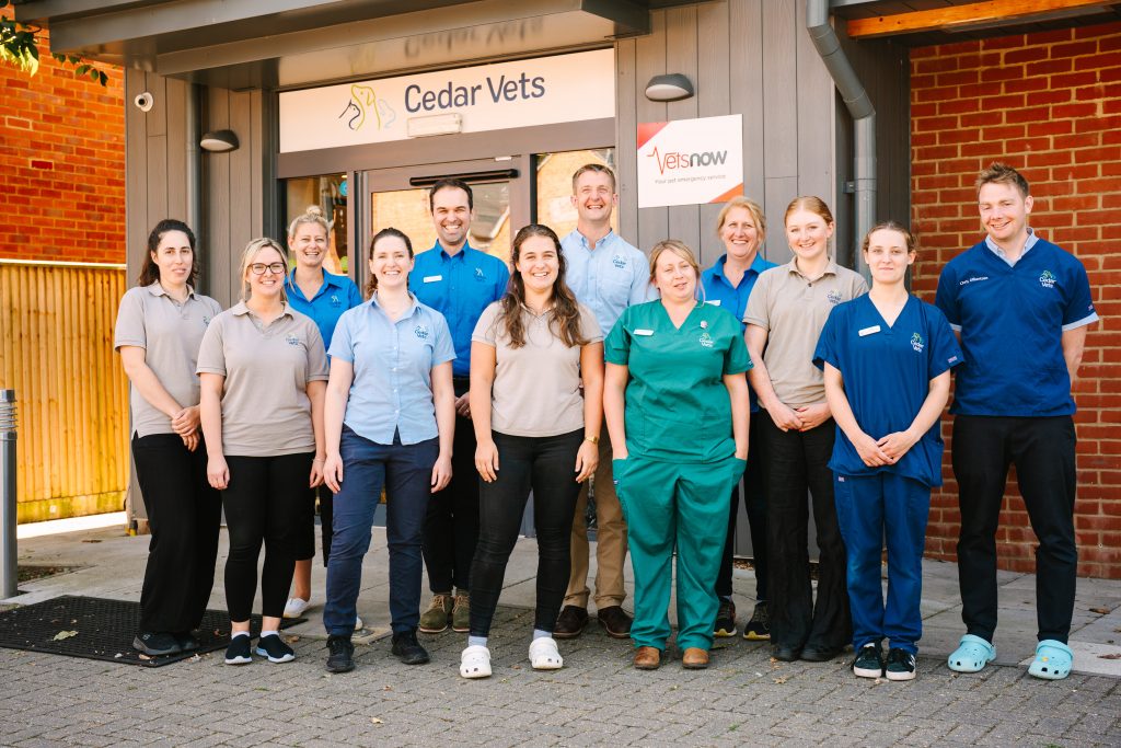 Join Our Team - : Cedar Vets