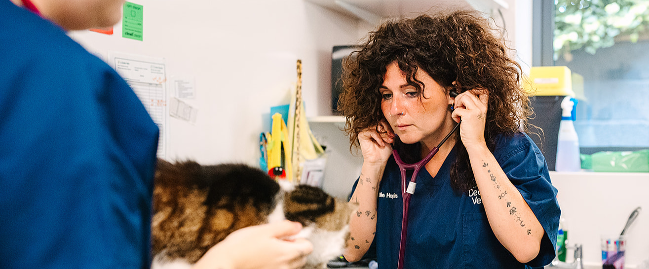 Our Services : Cedar Vets