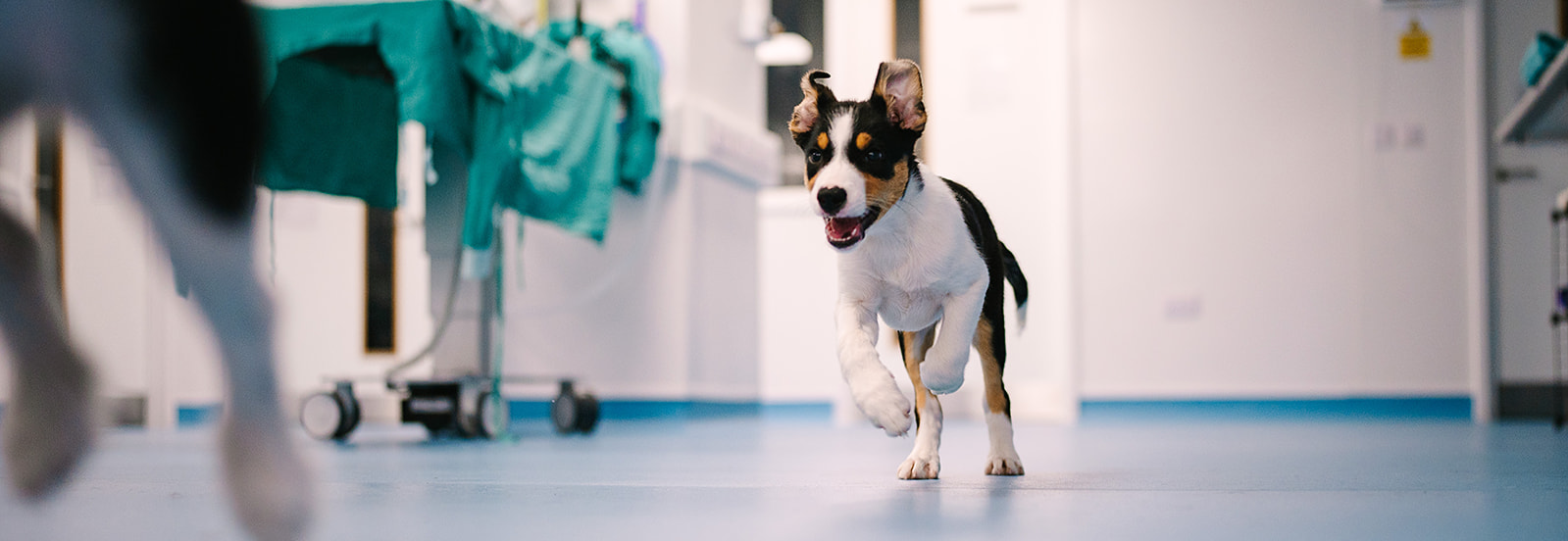 Our prices - : Cedar Vets