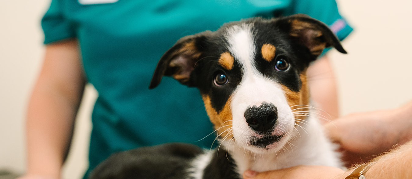 Welcome to our Lifetime Care Club | Cedar Vets : Cedar Vets