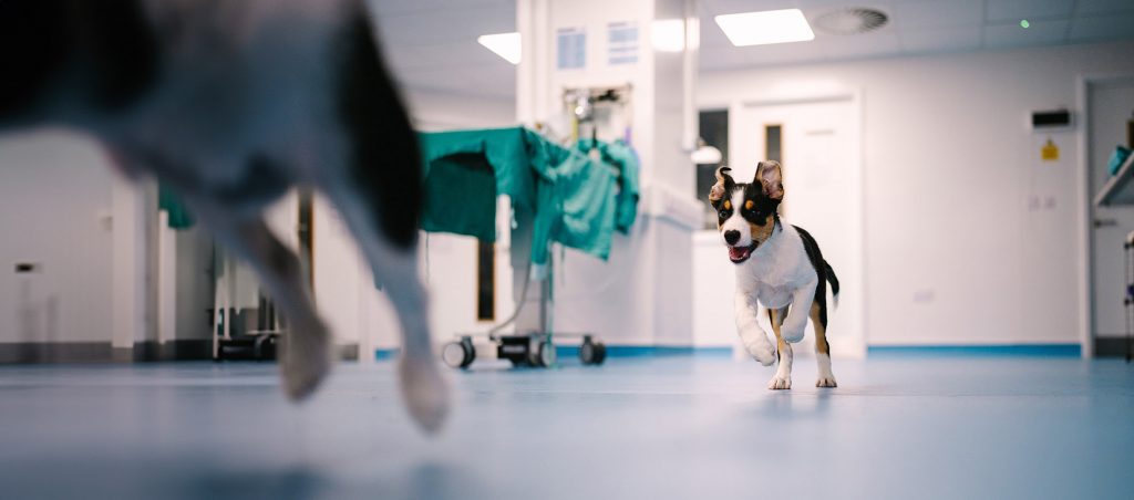 Mobile Vet Service - Our compassionate vets travel to your home : Cedar ...